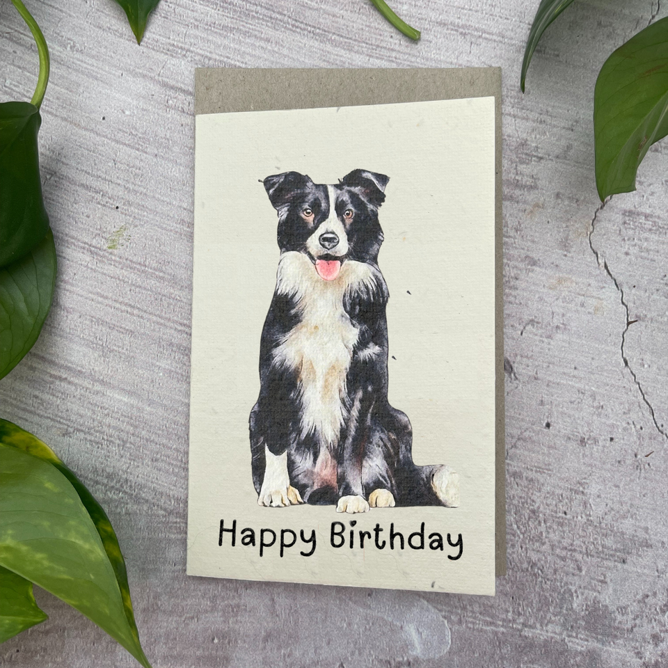 Plantable Border Collie Birthday Card – Planet Go Round
